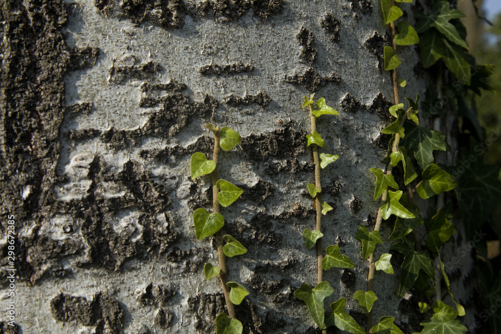 Edera in foglie -Pianta rampicante su tronco d'albero Stock Photo ...