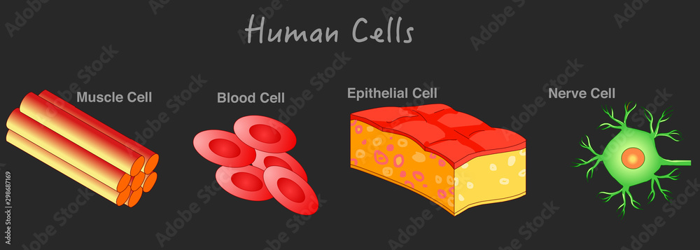 Human cells anatomy. Animal cells structure. Epithelial cell, Muscle ...