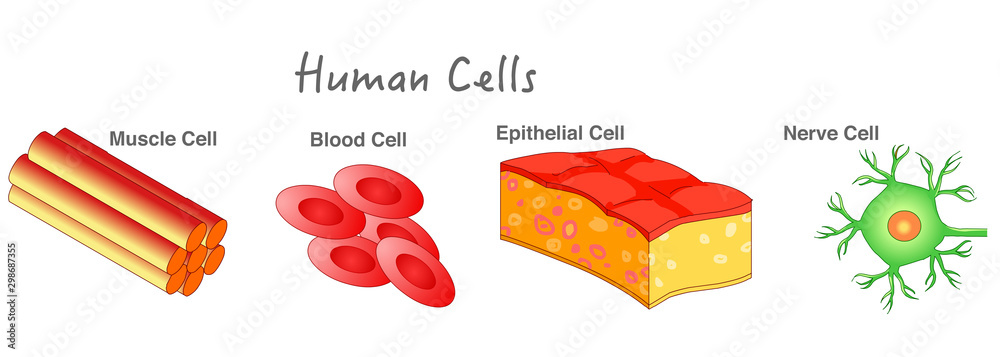 Epithelial Cells Diagram