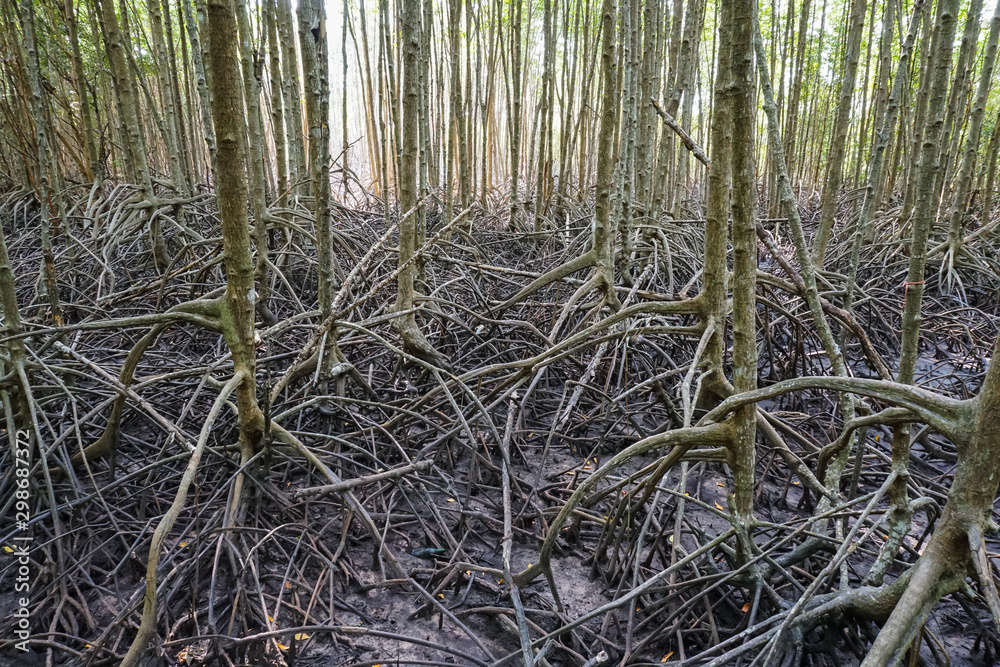 Rhizophora tree on the mangroves forest. Stock Photo | Adobe Stock