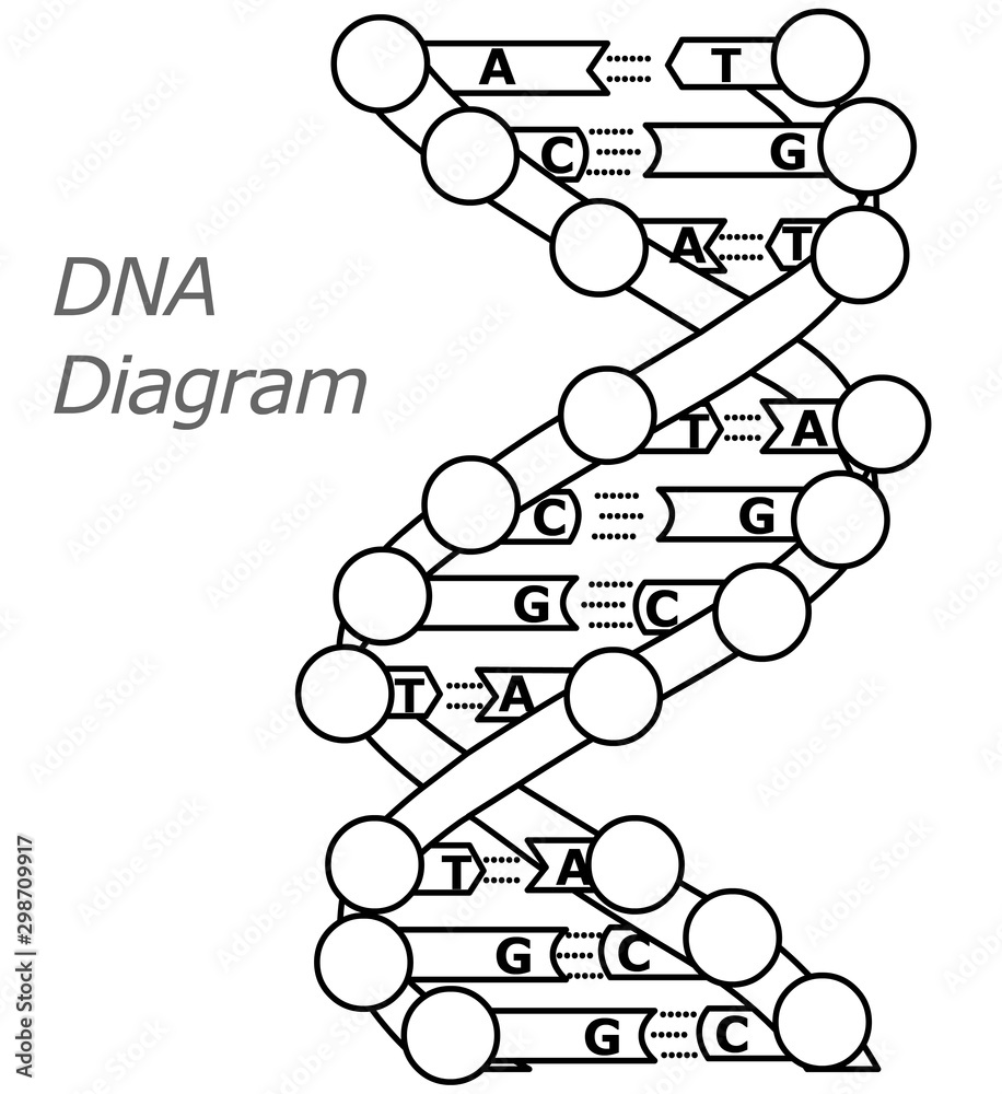 Vetor de Black white line DNA model. DNA structure diagram ...
