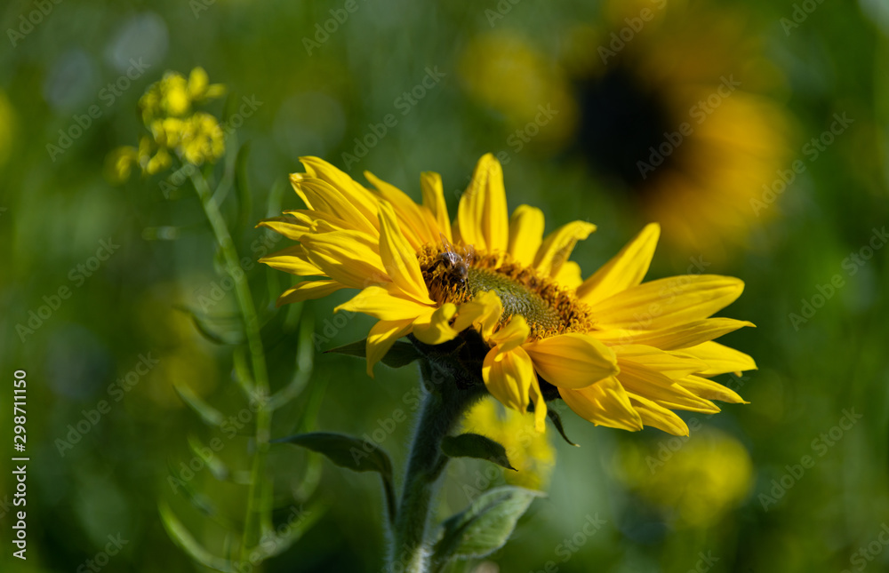 Foto de Sonnenblume Helianthus annuus Biene Bestäubung Pollen ...