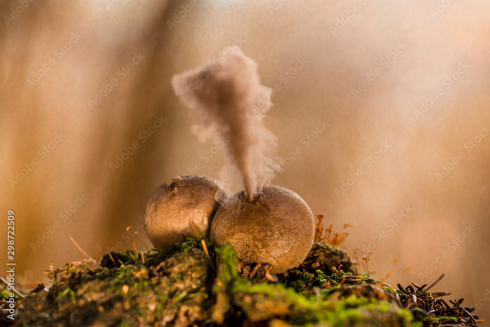 Puffballs Spores