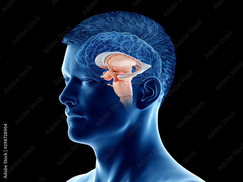 3d rendered medically accurate illustration of the brain anatomy - the ...