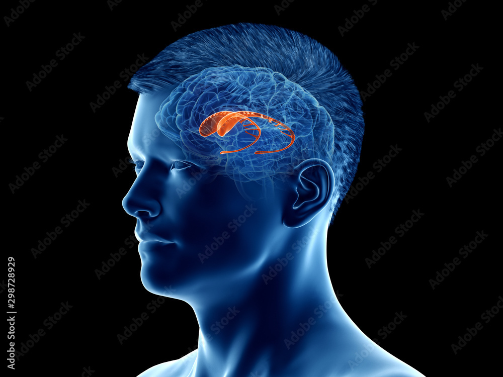 3d rendered medically accurate illustration of the brain anatomy - the ...