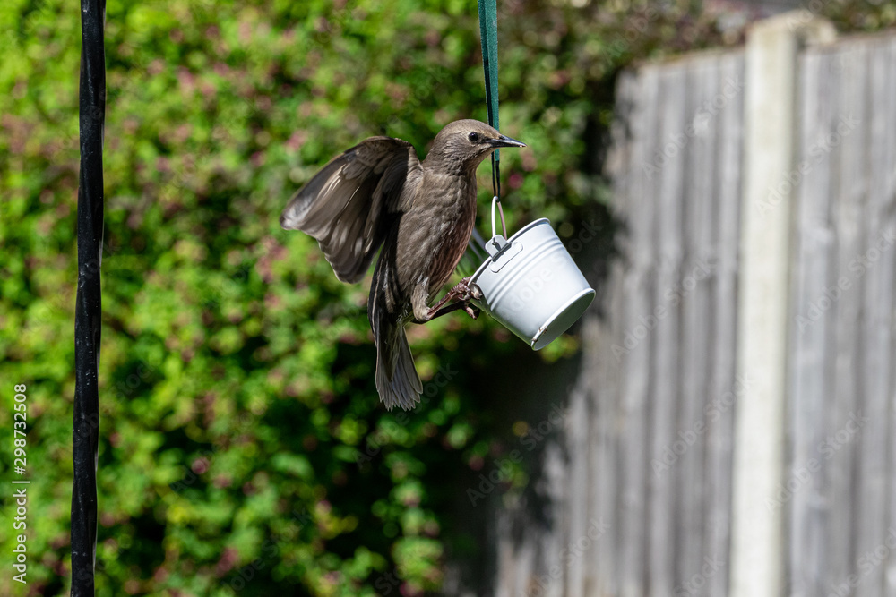 Juvenile wild starling bird landing on small garden feeder Stock Photo ...