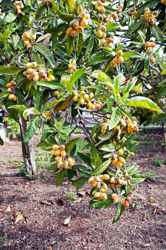 Foto de Loquat trees full of fruits. Eriobotrya japonica fruits ready ...