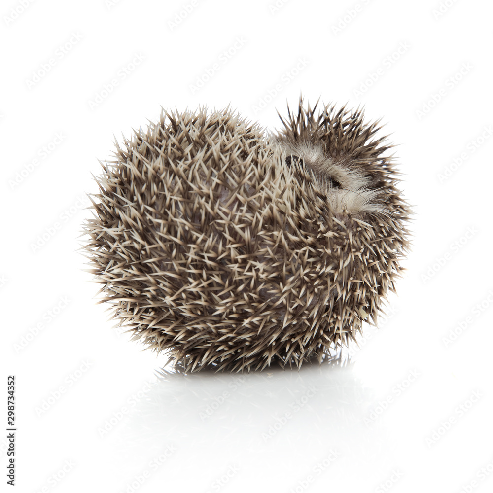 cute african hedgehog rolling back with legs up Stock Photo | Adobe Stock