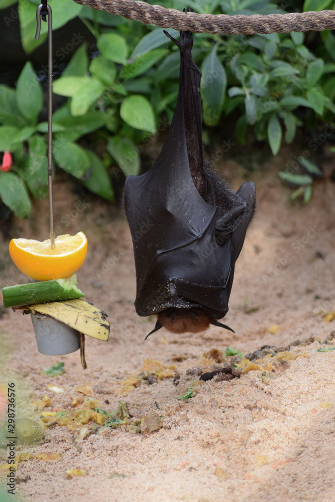 Malaya Flugfuchs mit Obst Stock Photo | Adobe Stock