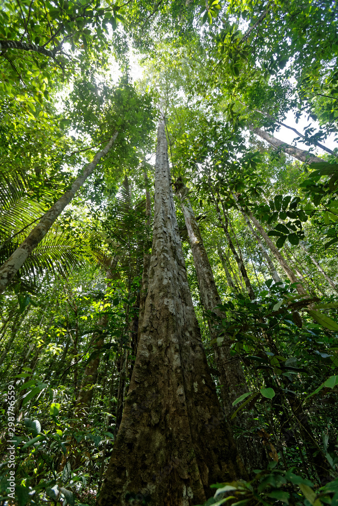 Un arbre immense : le Kimboto en pleine forêt amazonienne - Guyane ...
