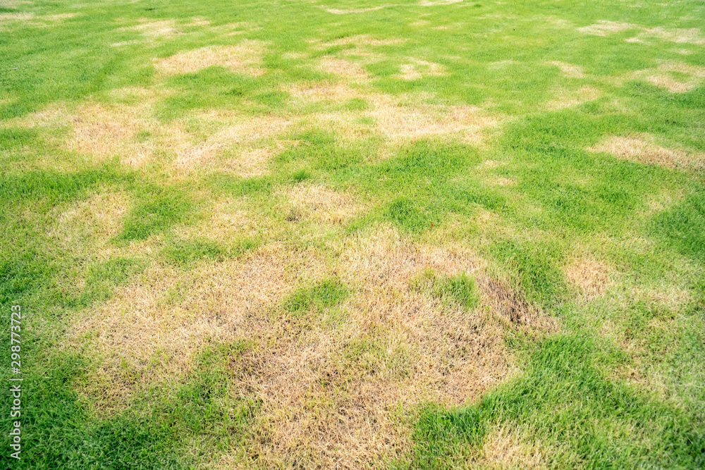 Pests and disease cause amount of damage to green lawns, lawn in bad ...