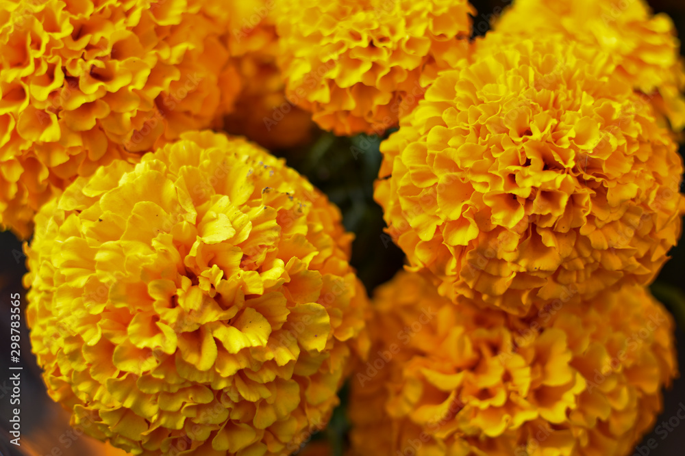 Tagetes erecta, llamada comúnmente tagete, y conocida en México como ...