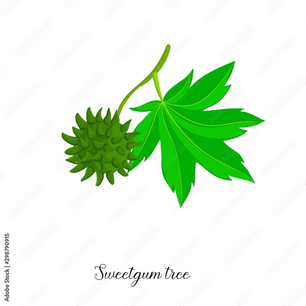 vector drawing branch of sweetgum tree Stock Vector | Adobe Stock