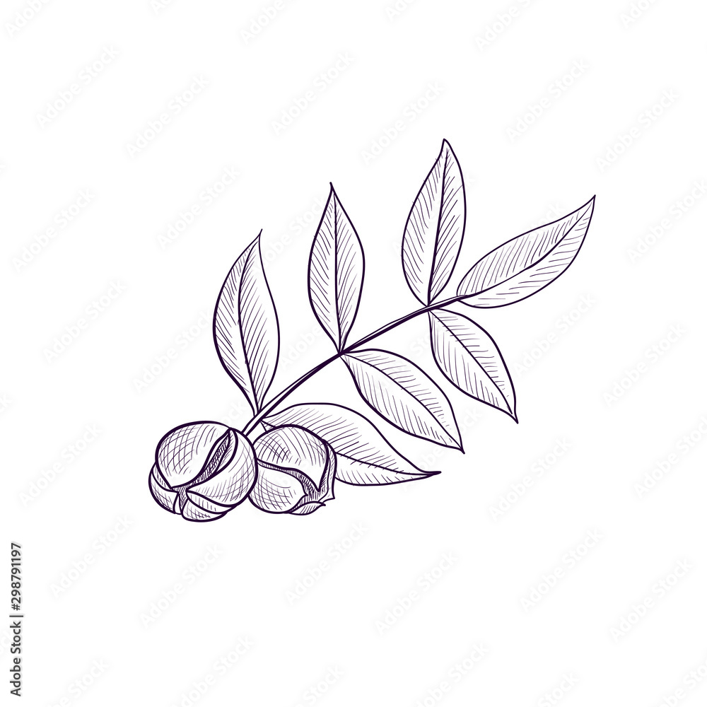vector drawing branch of hickory tree Stock Vector | Adobe Stock