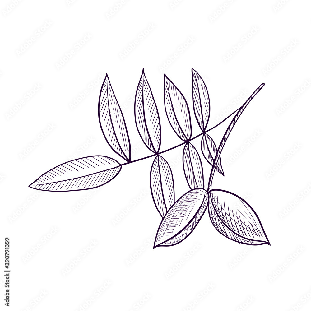 vector drawing branch of hickory tree Stock Vector | Adobe Stock