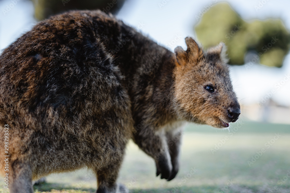 Cute little Quokka with a hole in his ear on Rottnest Island, Perth ...