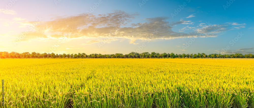 Yellow paddy field and beautiful sky at sunset Stock Photo | Adobe Stock
