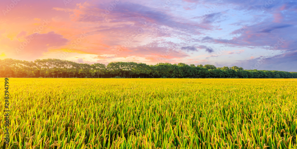 Yellow paddy field and beautiful sky at sunset Stock Photo | Adobe Stock