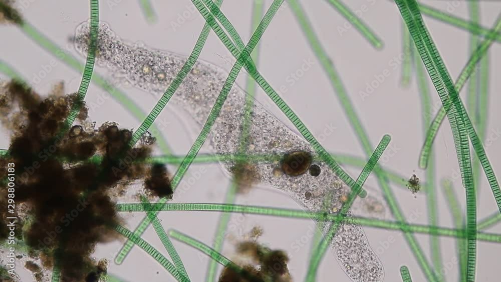 Amoebae move and feed by using pseudopods, which are bulges of ...