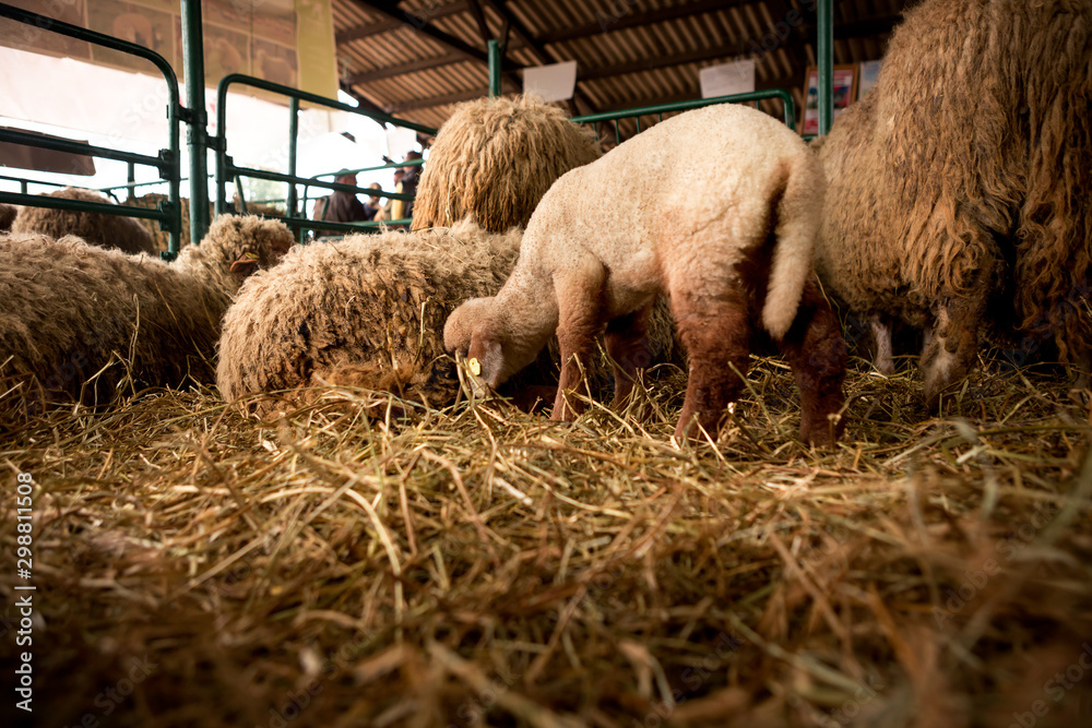 Sheep without wool with other sheep in a stable on an animal farm ...
