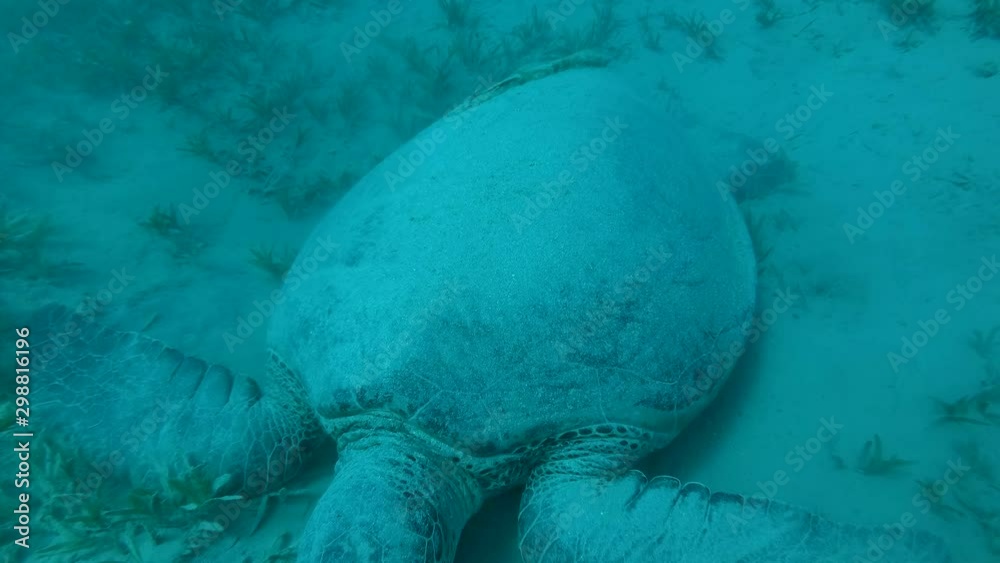 The wounded Green Sea Turtle on the seabed buried in silt and rests in ...