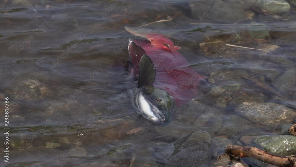 Wideo Stock: Wild red salmon fish Blueback Salmon (Oncorhynchus nerka ...