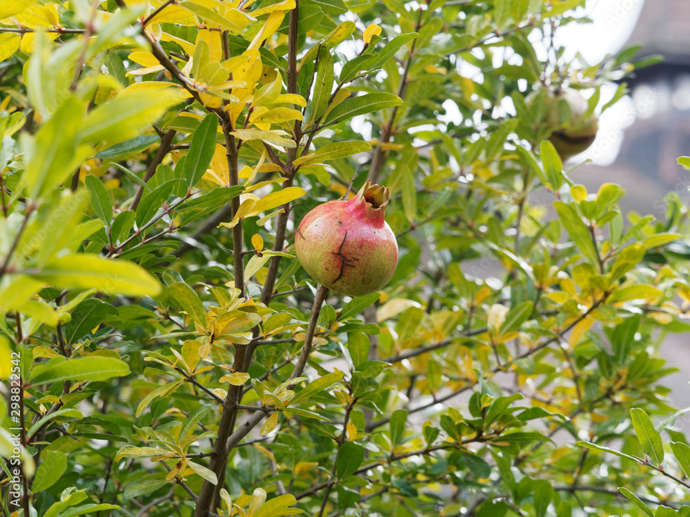 Punica granatum | Grenadier commun ou grenadier à fruits, un arbre ...