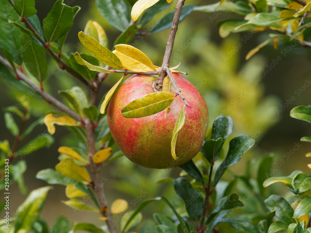 Punica granatum | Une grenade en forme de grosse baie pulpeuse teintée ...