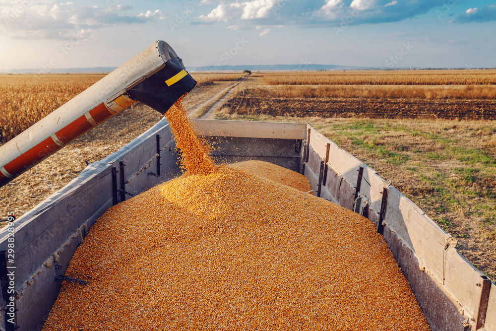 Machine for separating corn grains working on field and filling tractor ...