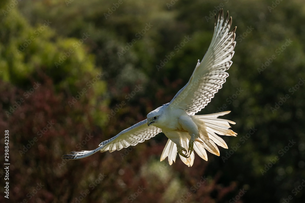 Gyrfalcon (Falco rusticolus) a white falcon bird of prey foto de Stock ...