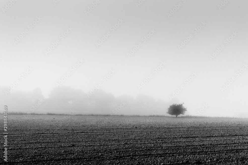 Black and white abstract of tree in fog Stock Photo | Adobe Stock