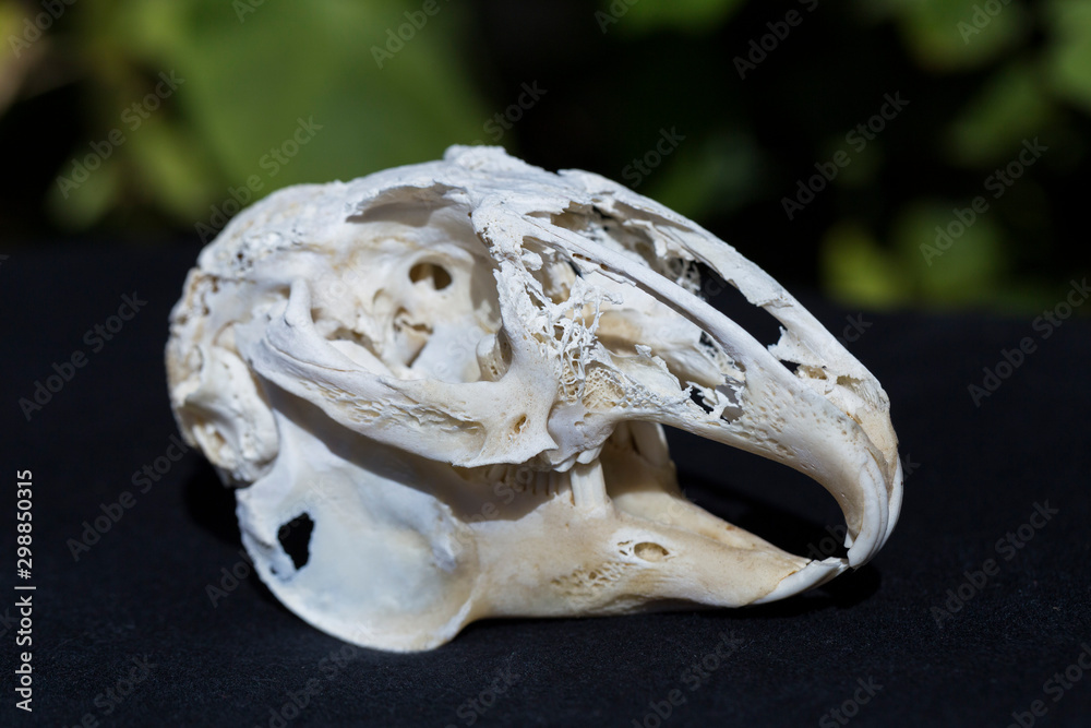 Skull of a hare on a black background. Rodent - (Lepus timidus). The ...