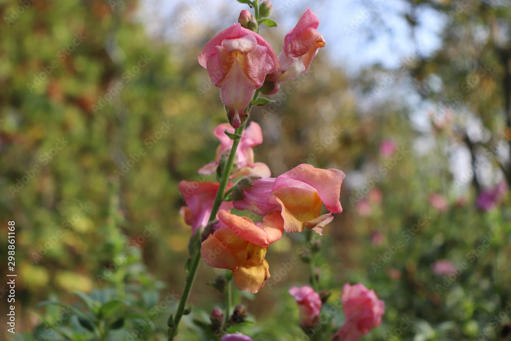 Orange flowers snapdragons,Antirrhinum majus known as dragon flowers ...