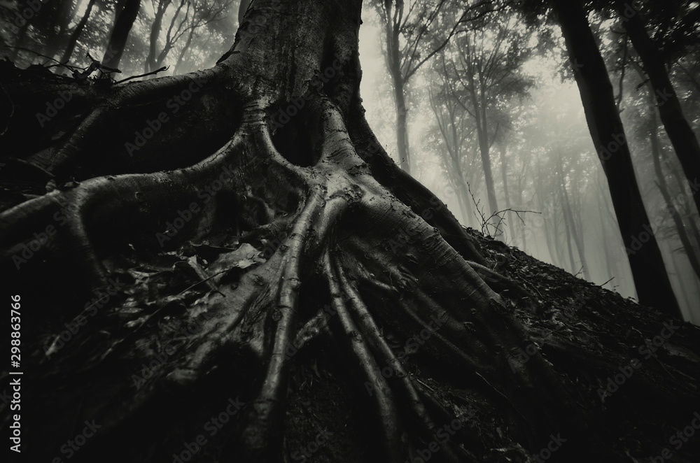 surreal forest path with magical trees, scary dark fantasy landscape ...