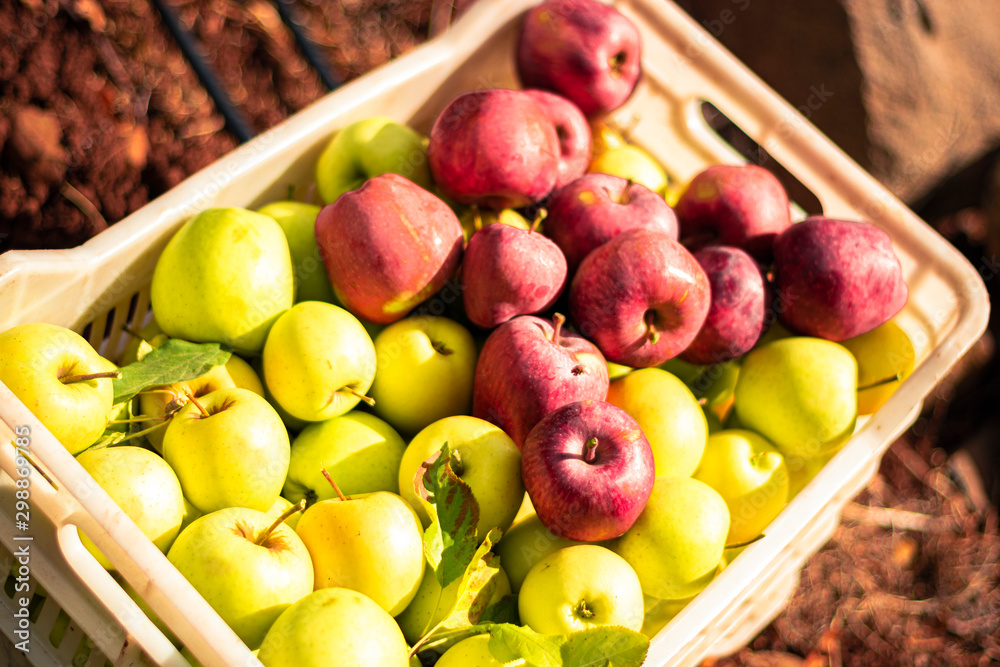 Fruit trees with harvest ripe red and greed apples in a modern Lebanese ...