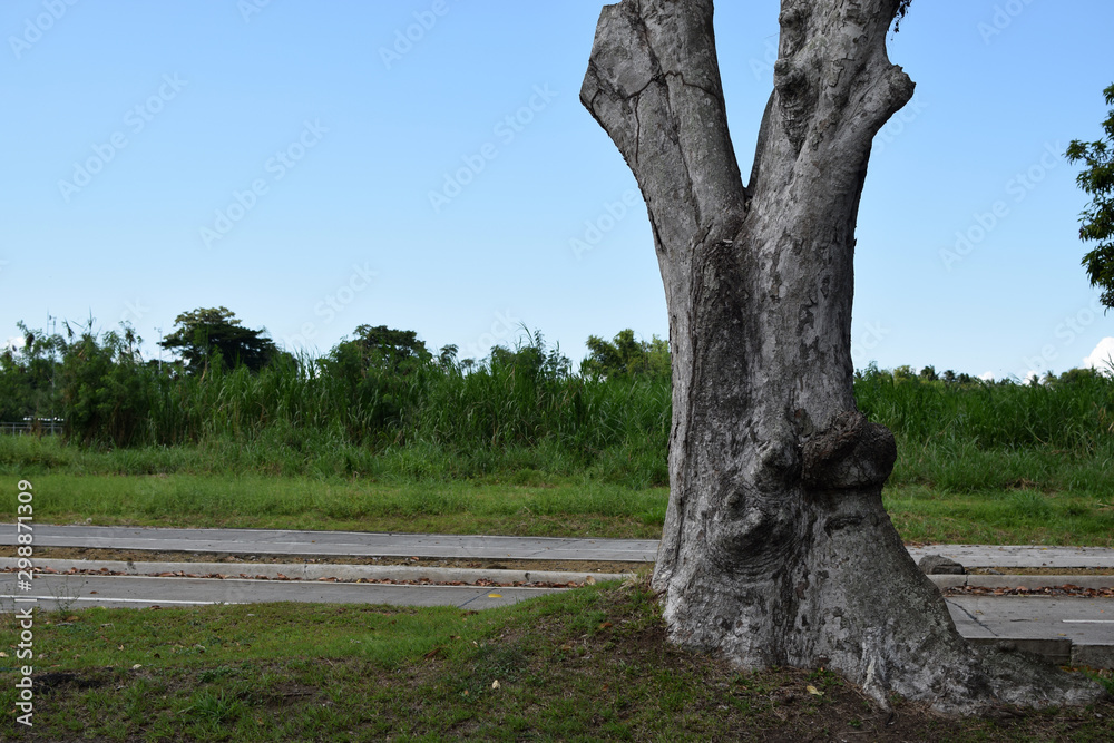Mature Pili tree planted along asphalted road inside university campus ...