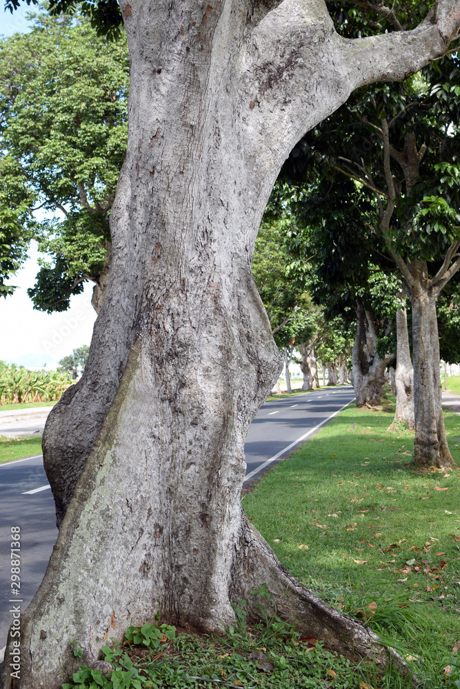 Mature Pili tree planted along asphalted road inside university campus ...