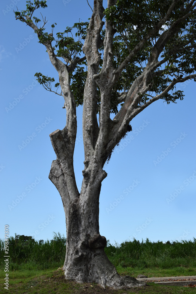 Mature Pili tree planted along asphalted road inside university campus ...