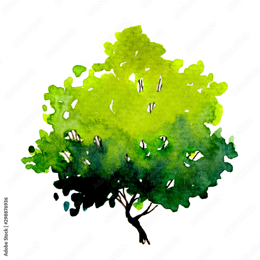 Green tree with leaves. Hand drawn watercolor painting,isolate on white ...