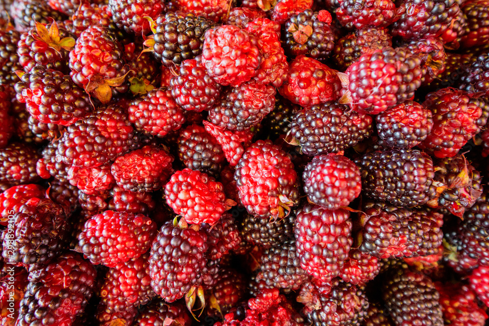 Ecuadorian blackberry, known as mora, at a public market in Ibarra ...