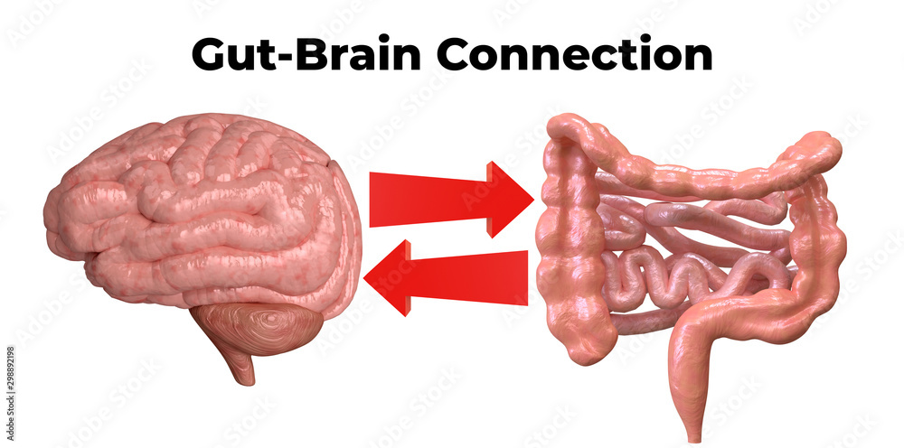 brain-gut connection. Communication between these organs is important ...