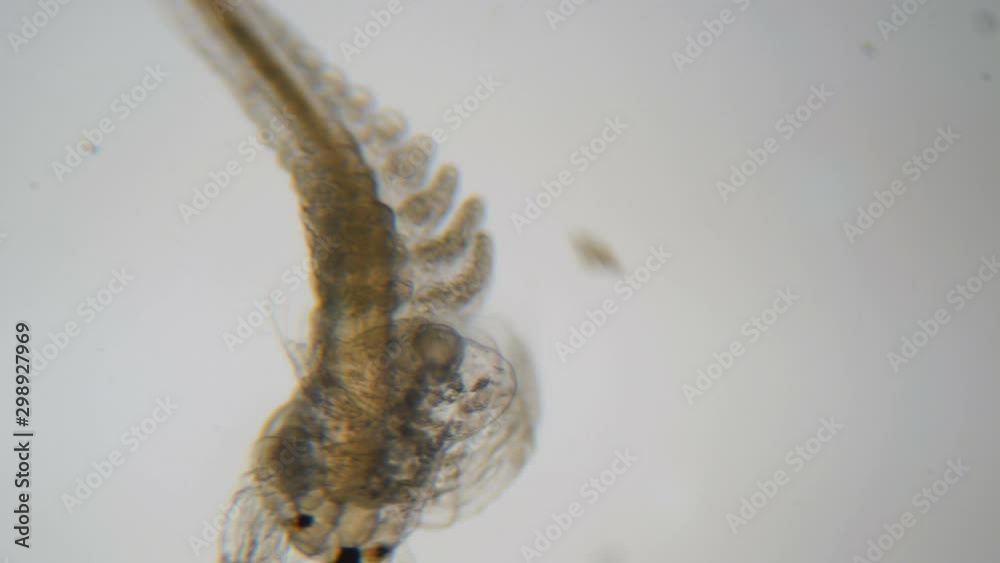 Artemia salina under the microscope. Closeup. Artemia plankton, Brine ...