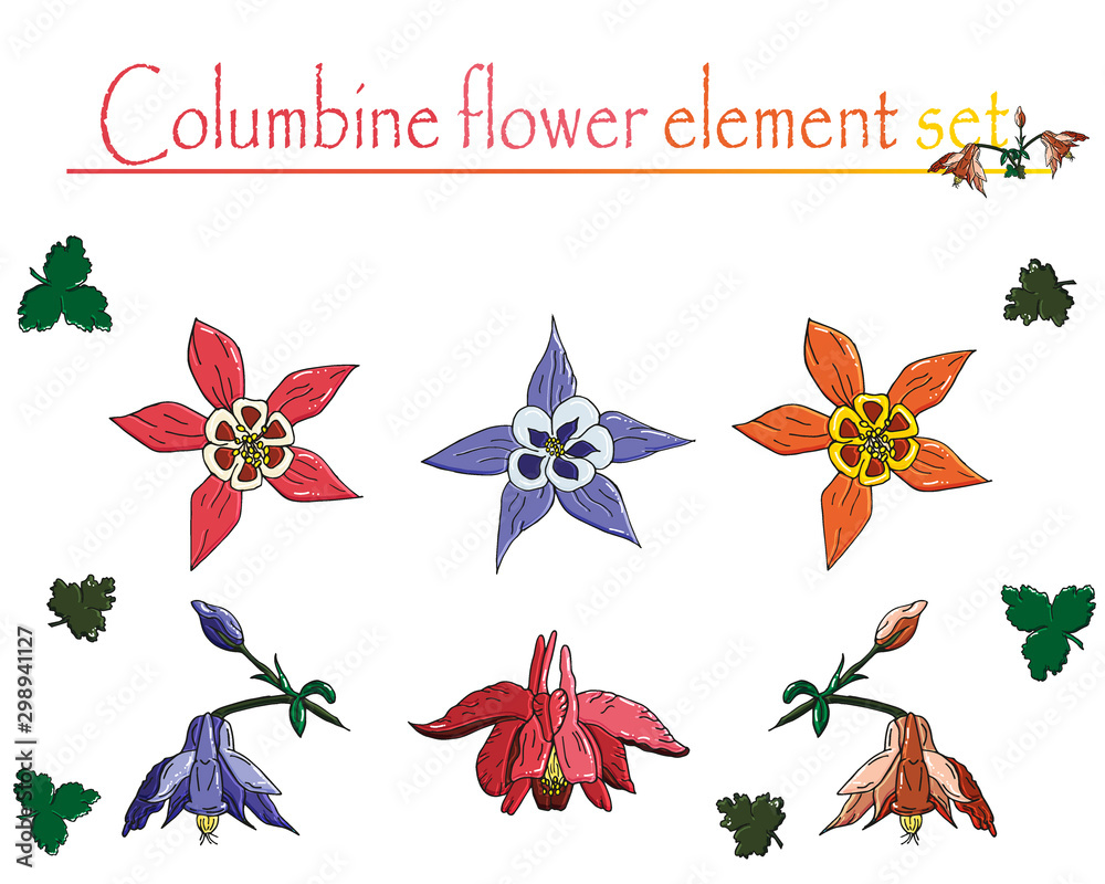 Columbine flower vector element set isolated on white. Botanical ...