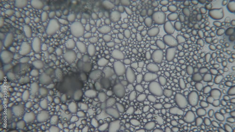 Highly magnified starch granules from a potato. Close up. Potato starch ...