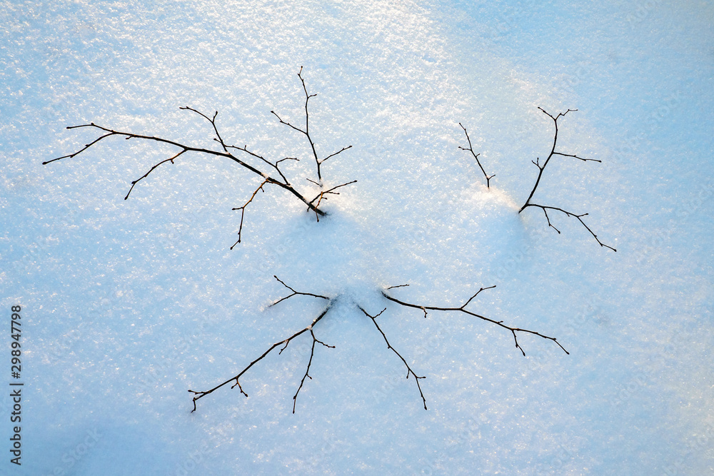 Top view of bare branches sticking out of snowbank. Twigs without ...