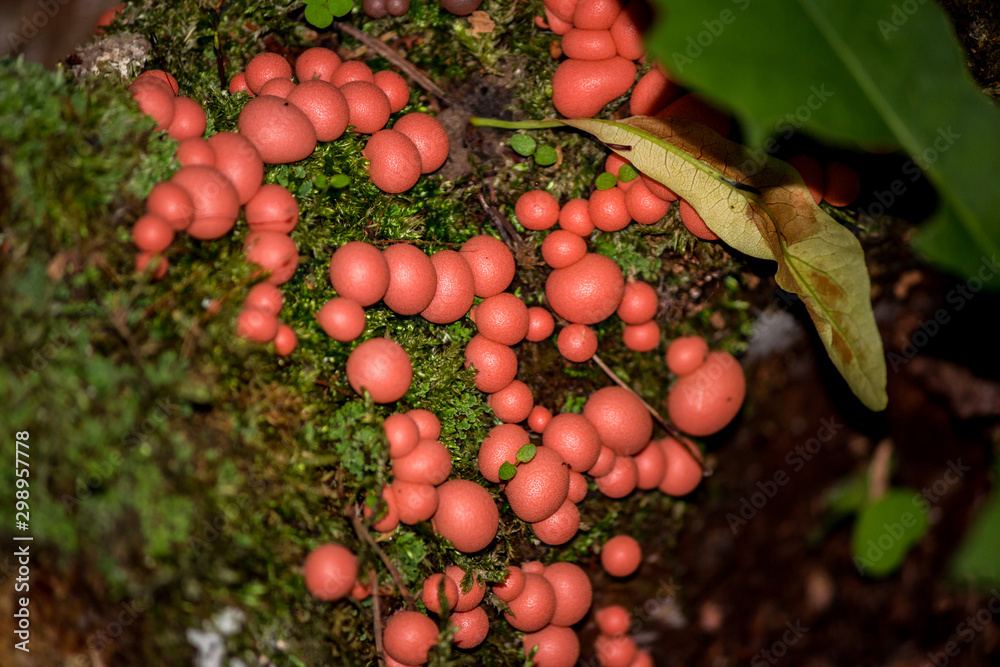 Lycogala epidendrum (wolf's milk, groening's slime) - A type of mold ...