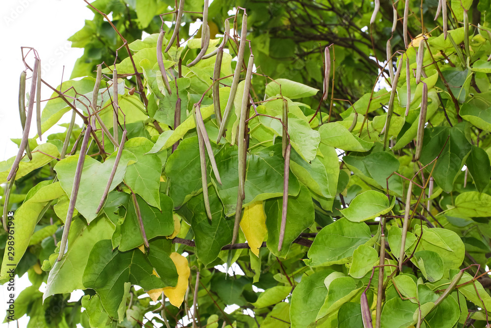 Lange Schoten Baum