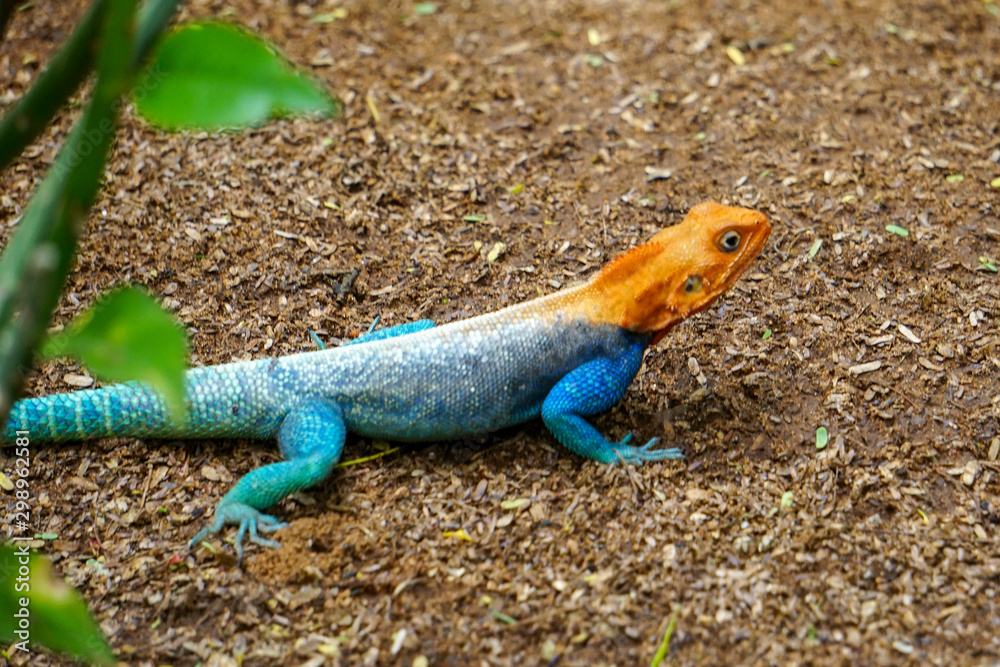 Blue Rainbow Lizard
