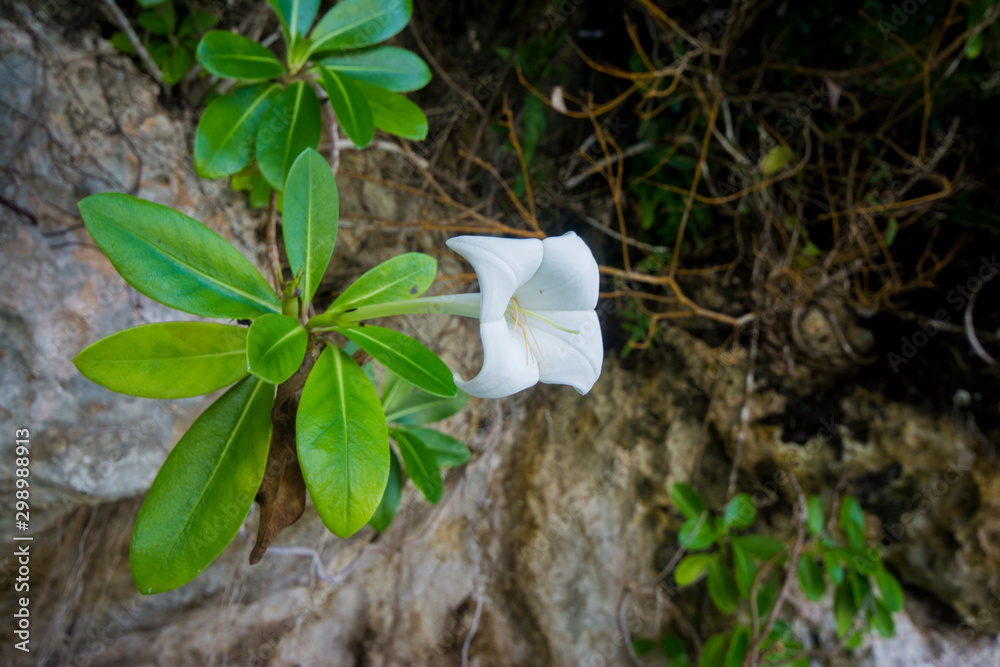 The flower of White Rock Lily, Rur, endemic species and National flower ...