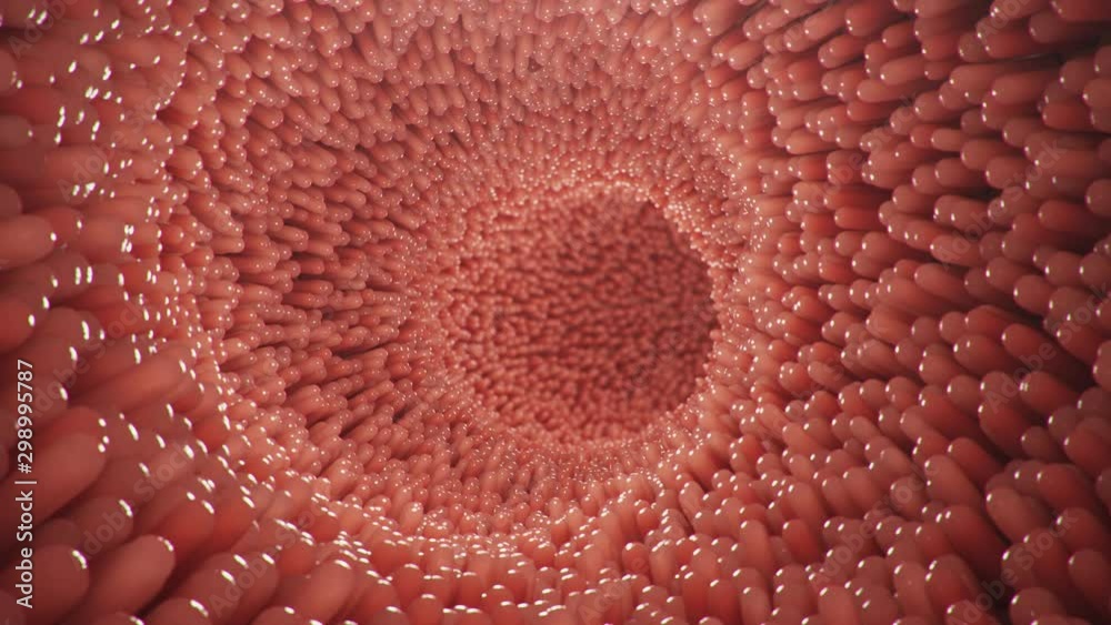 Wideo Stock: Intestinal villi. Intestine lining. Microscopic villi and ...
